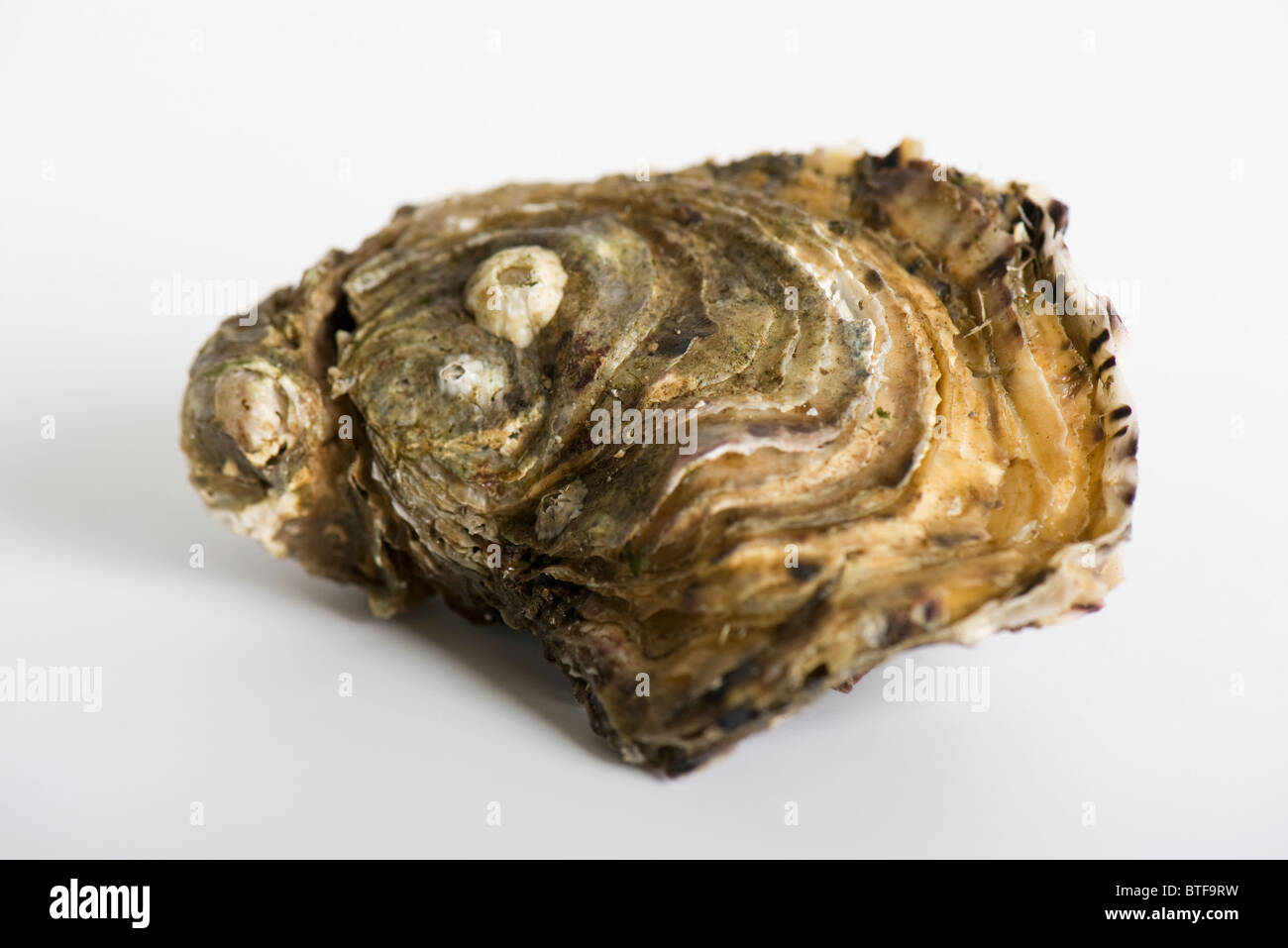 Fresh raw oyster Stock Photo - Alamy