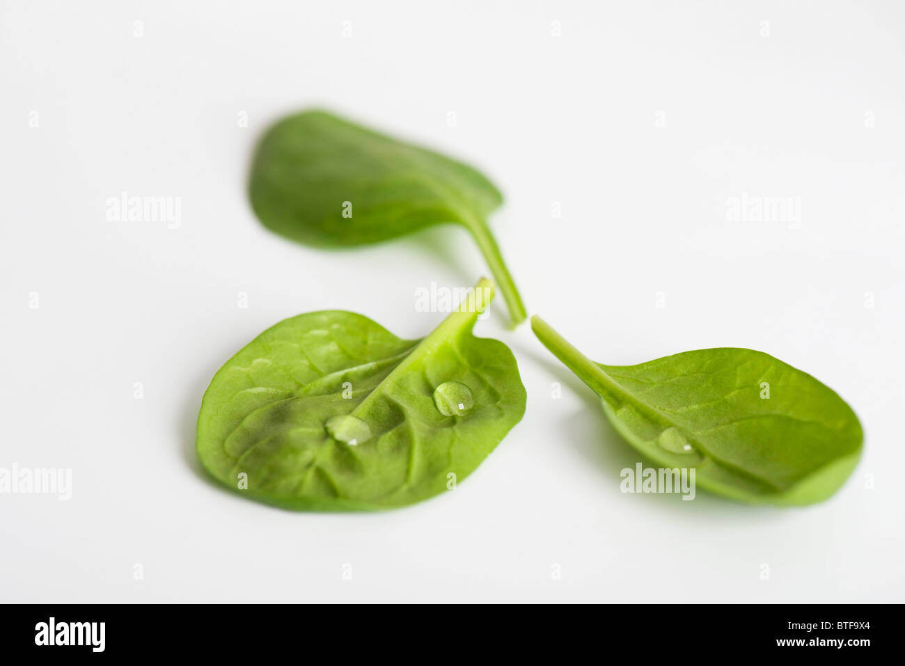 Baby Leaf Spinach Cut Out High Resolution Stock Photography and Images ...
