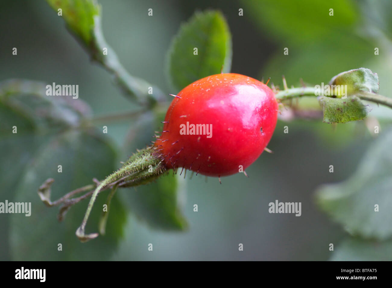 a ripe rose hip captured in autumn in england Stock Photo - Alamy