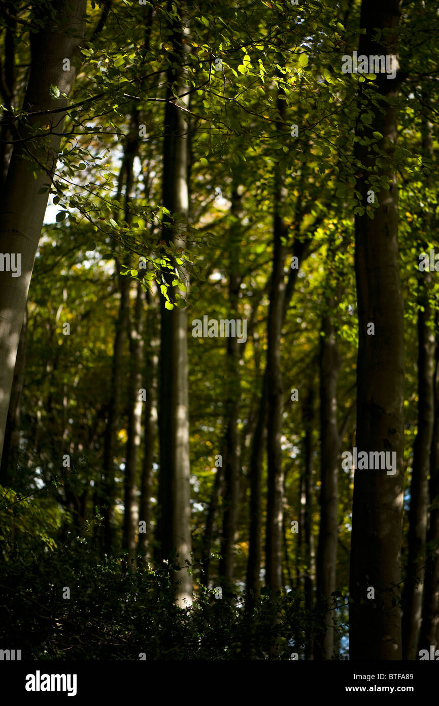 Common beech trees hi-res stock photography and images - Alamy