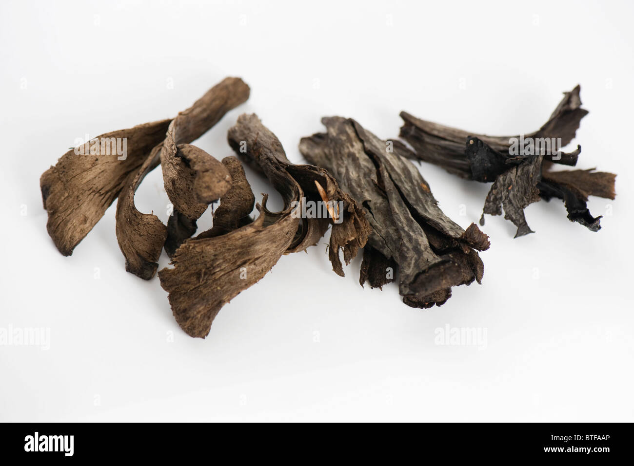 Trumpet of death hi-res stock photography and images - Alamy