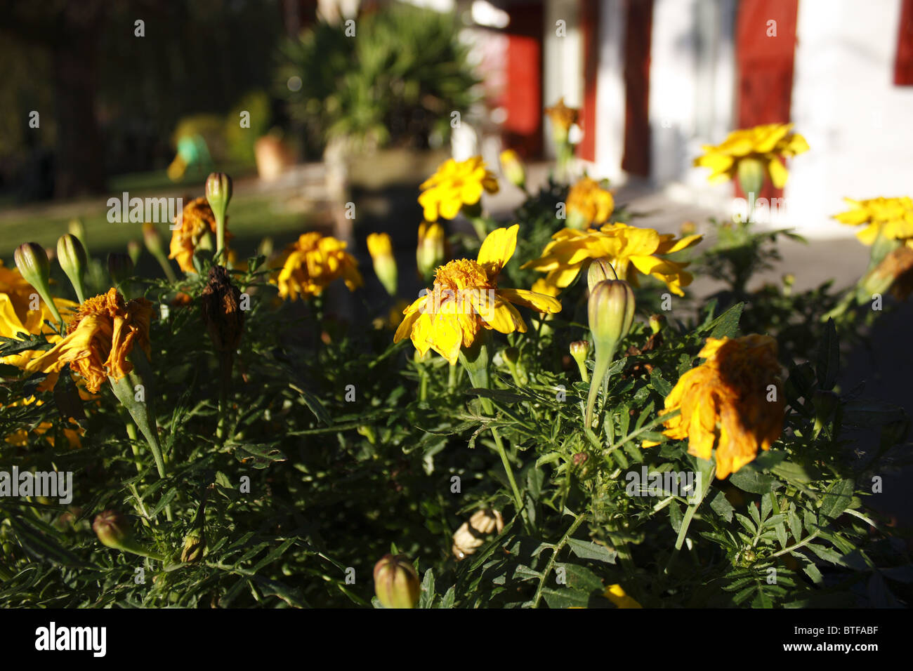 Country life france hi-res stock photography and images - Alamy