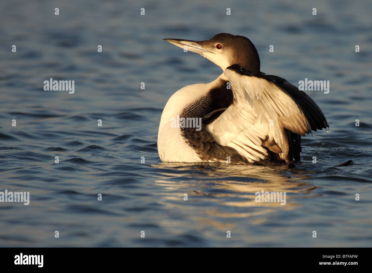 A Pacific Loon stretching its wings on the ocean Stock Photo - Alamy