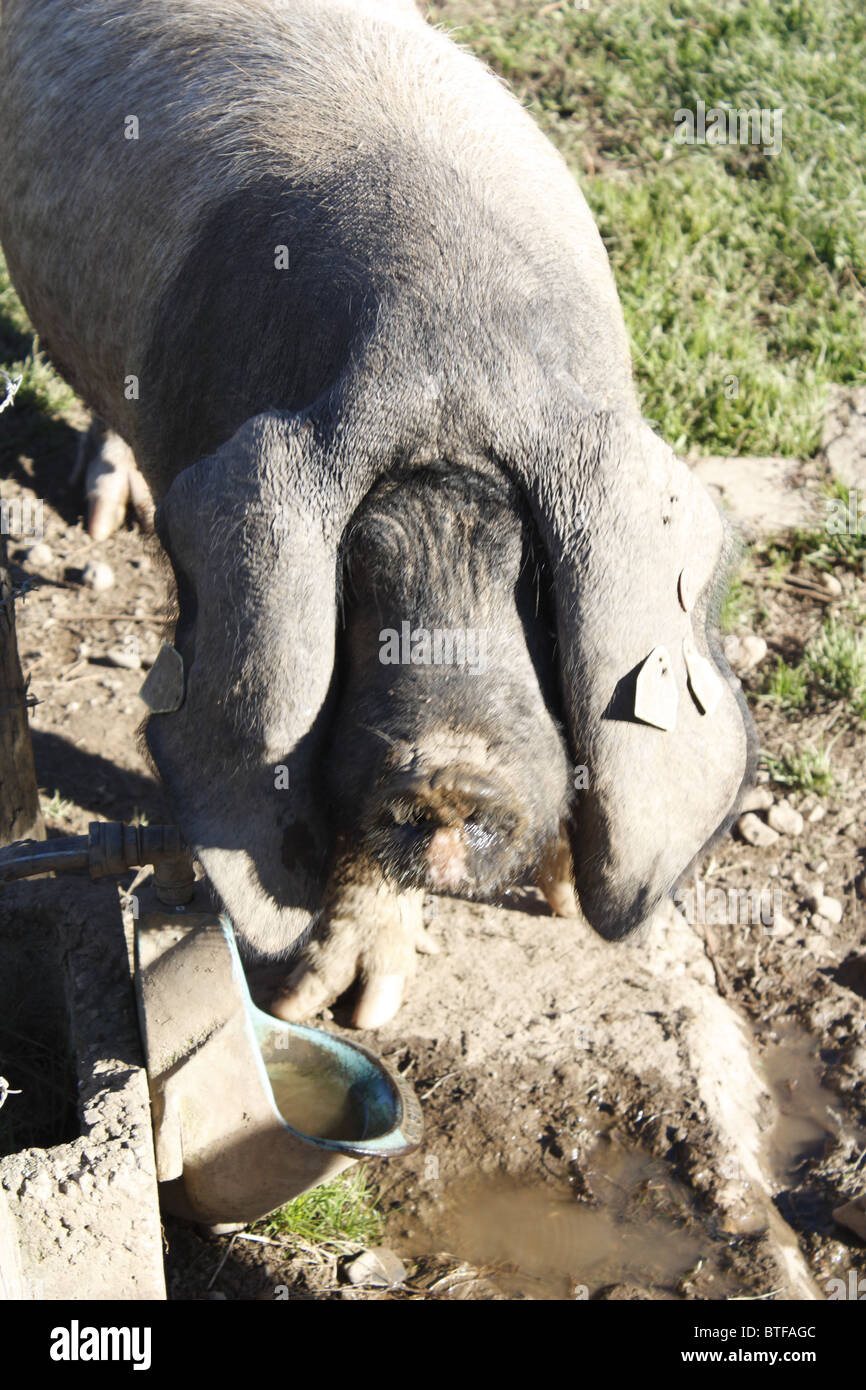 Black pig Pays Basque origin, Kintoa Valley, Pays Basque, France Stock ...