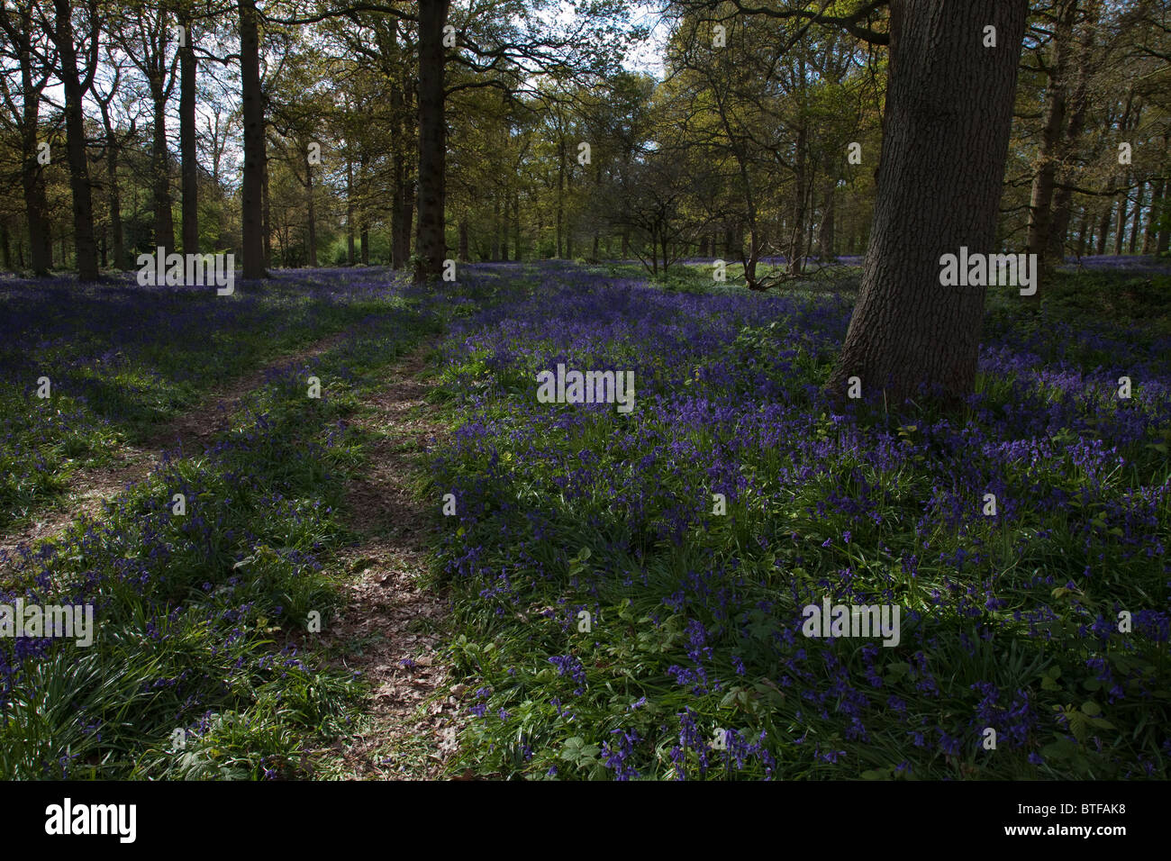 Bluebells in springtime Stock Photo - Alamy