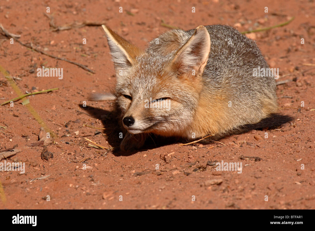 A Kit Fox sleeping outside of her den Stock Photo - Alamy