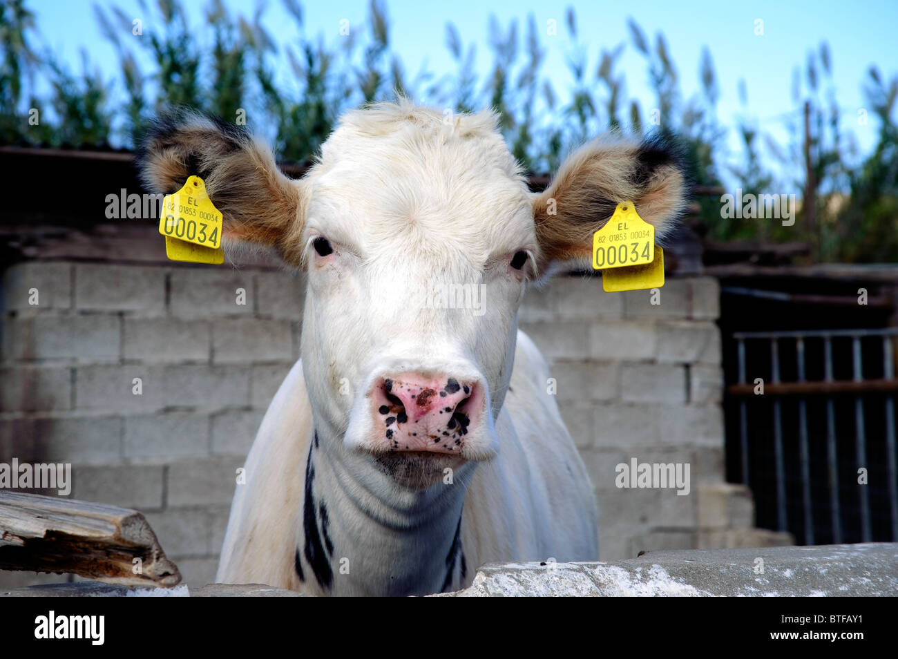 Cow on a farm, Greek Cyclade island of Syros Stock Photo - Alamy