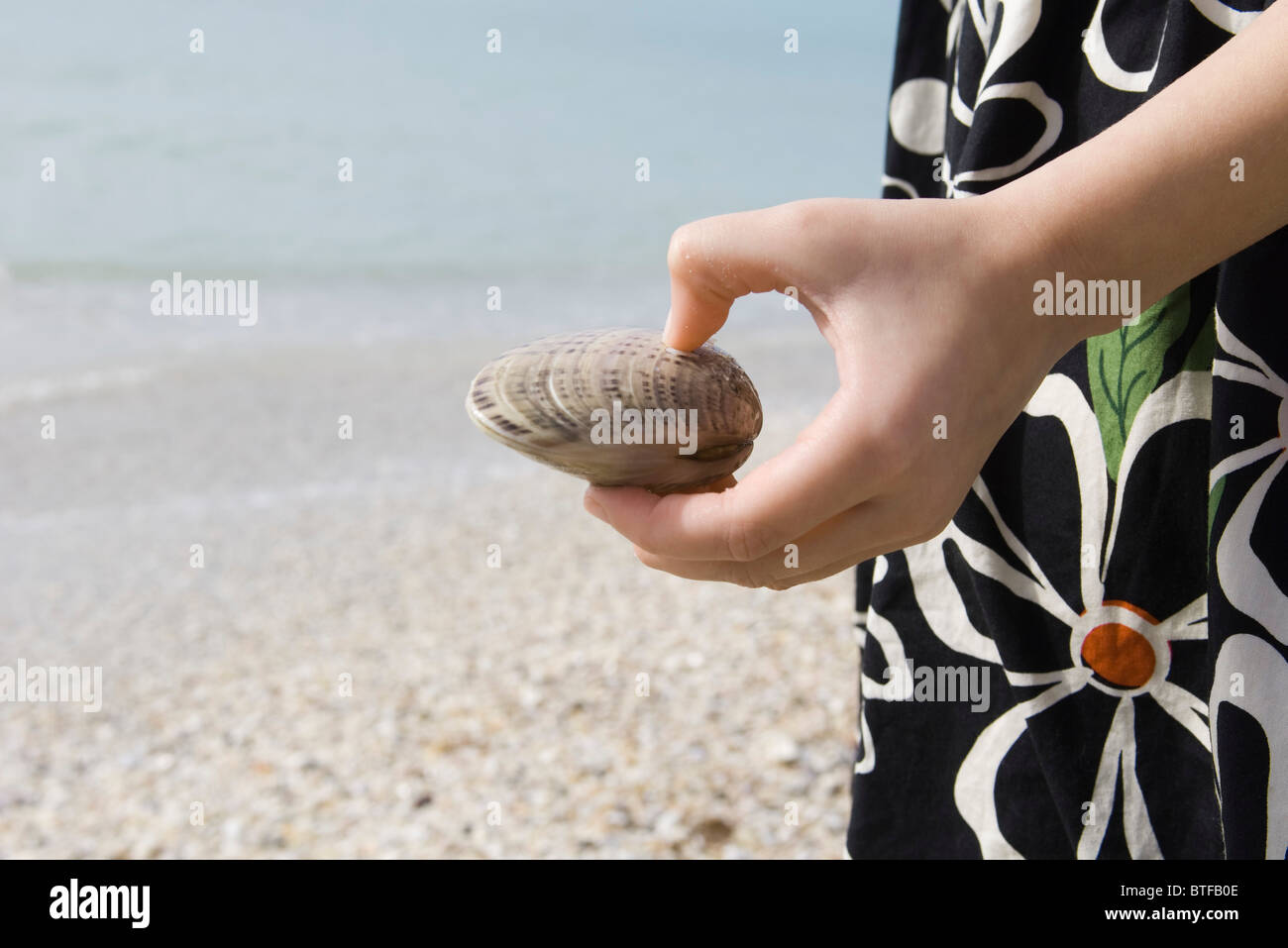 Ocean Seashell High Resolution Stock Photography and Images - Alamy