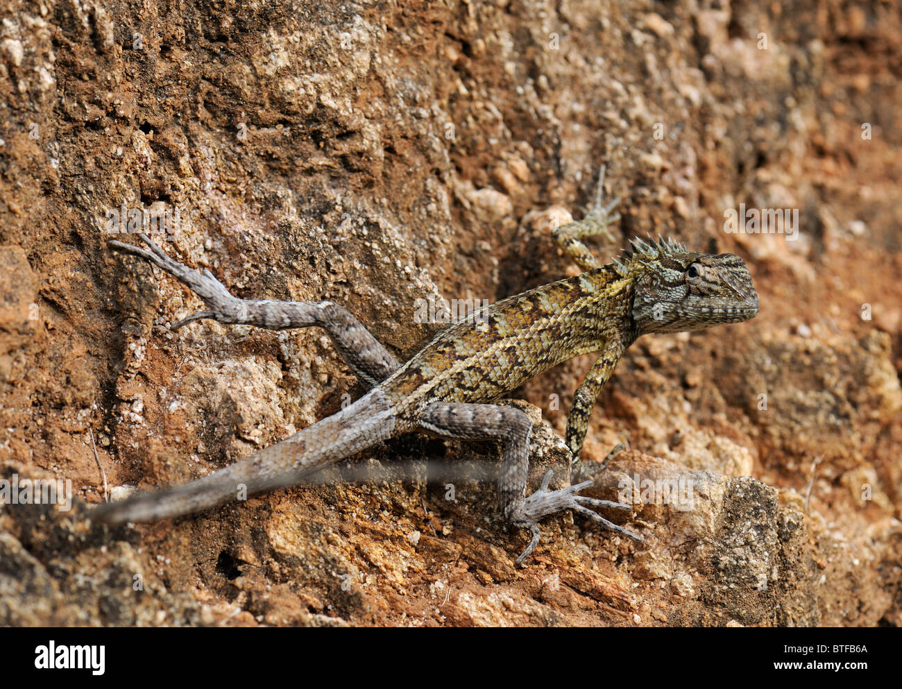 Lizard looking at camera Stock Photo - Alamy