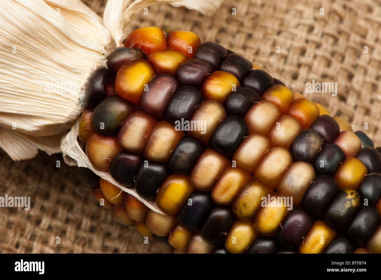 Indian sweet corn hi-res stock photography and images - Alamy