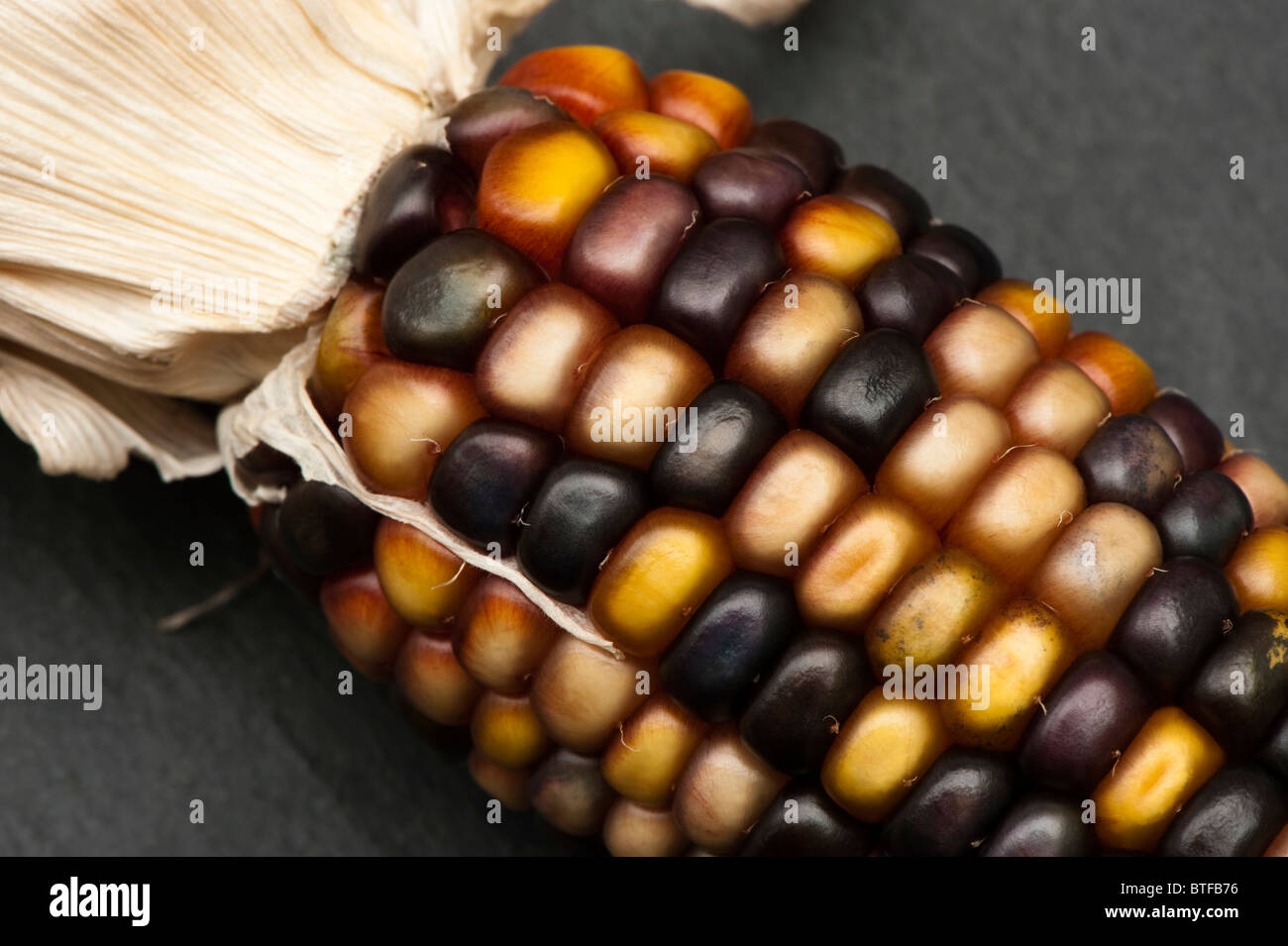 Indian sweet corn hi-res stock photography and images - Alamy