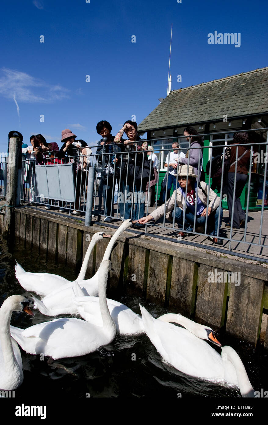 Asian swans hi-res stock photography and images - Alamy