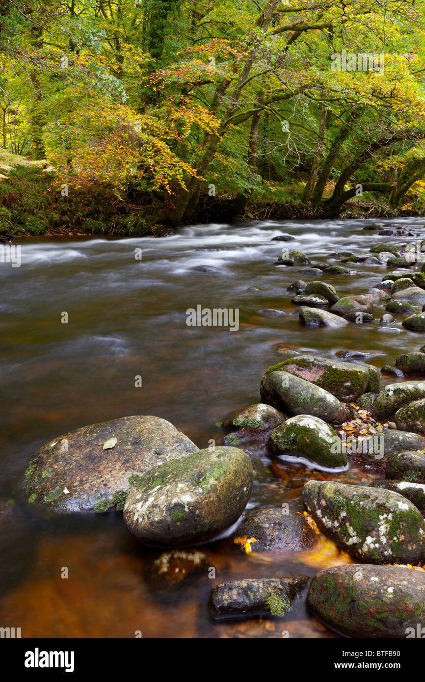 Shallow river in the wood hi-res stock photography and images - Alamy
