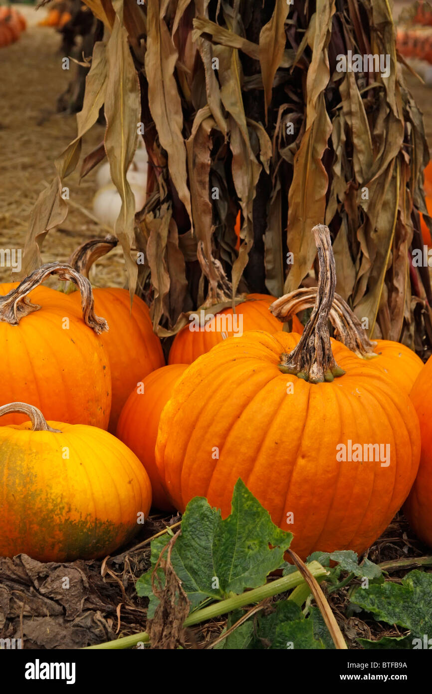 Pumpkins on display at the market Stock Photo - Alamy