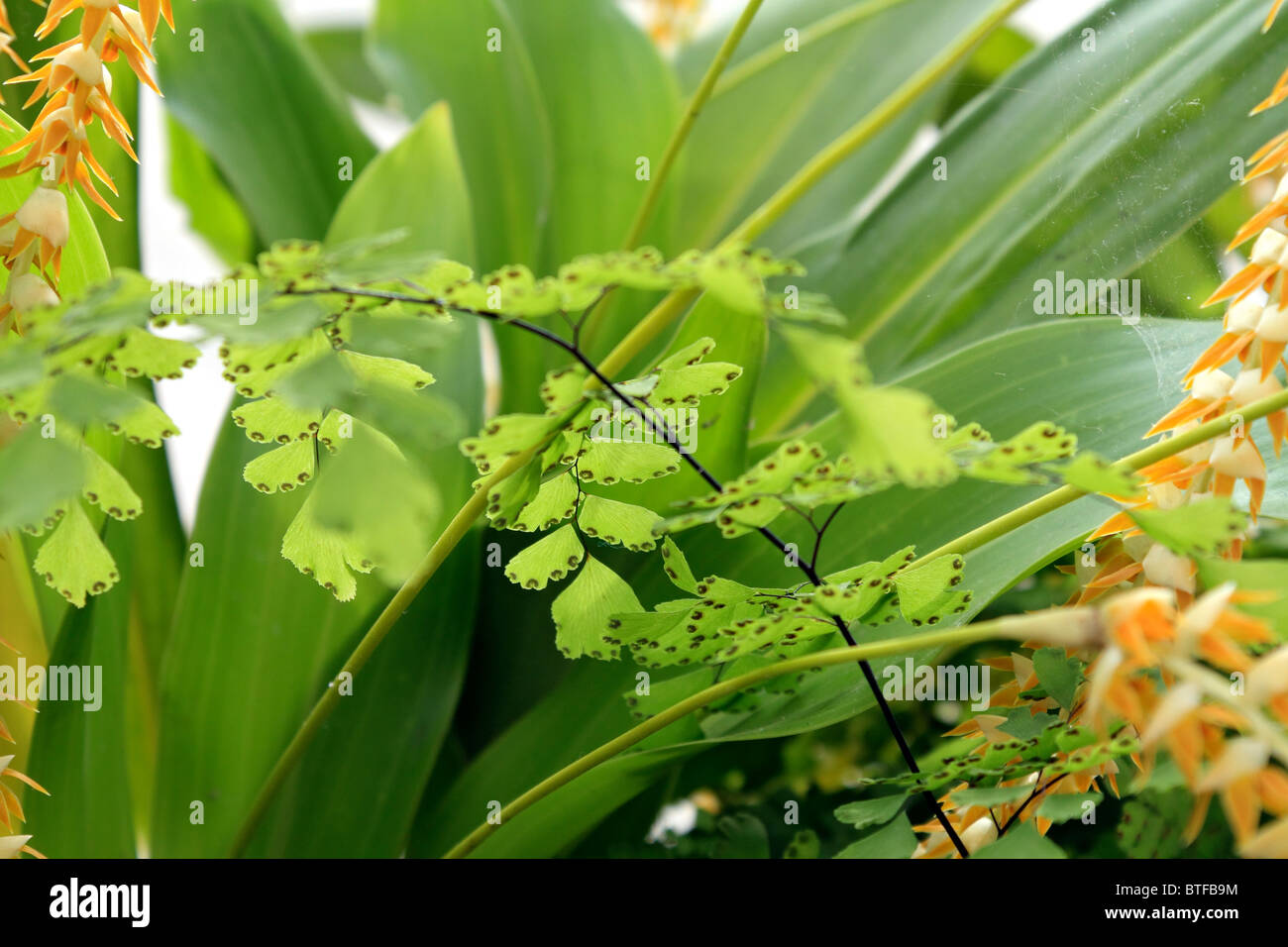 Pteridaceae hi-res stock photography and images - Alamy