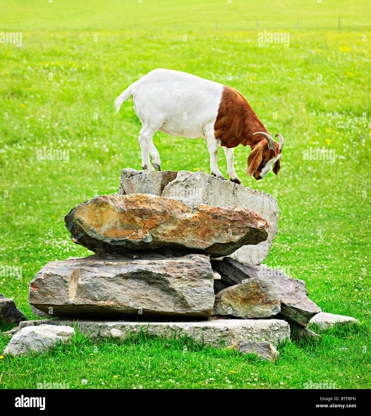 Cute goat standing on rocks looking down Stock Photo - Alamy