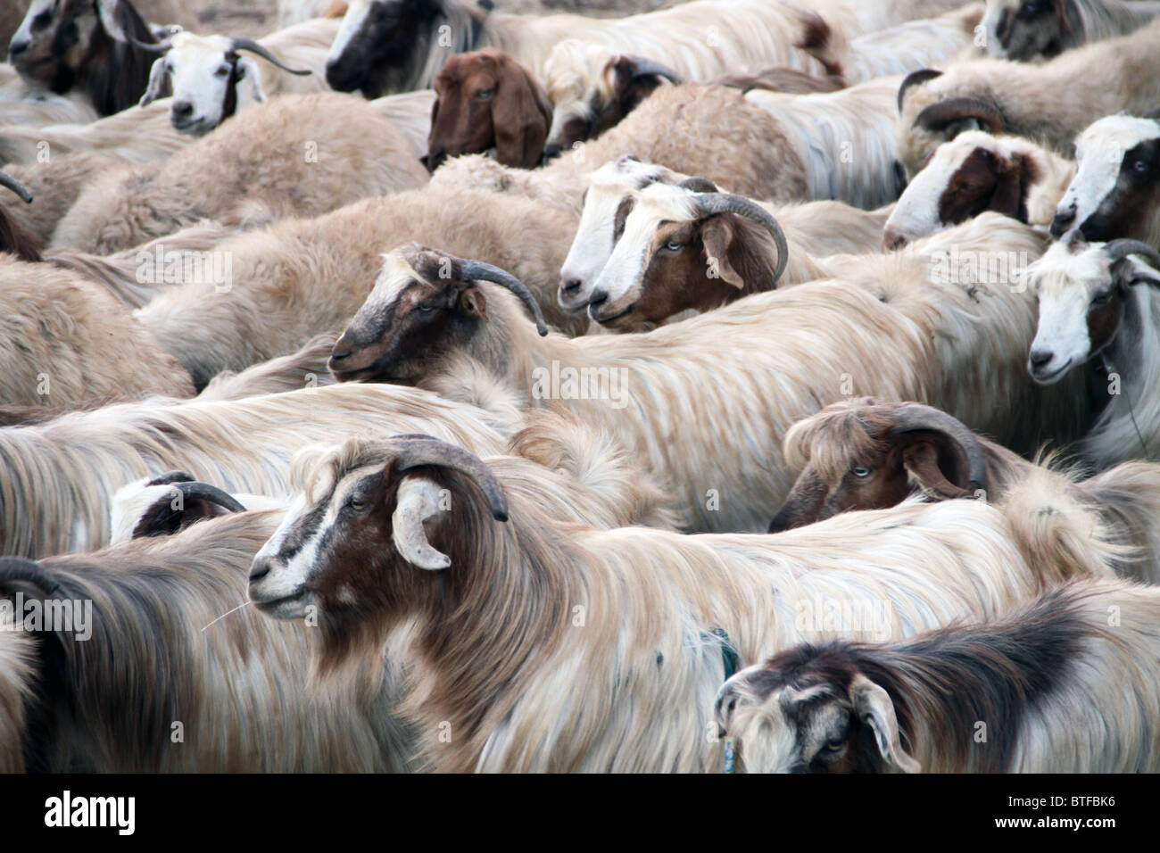 Traditional syrian life hi-res stock photography and images - Alamy