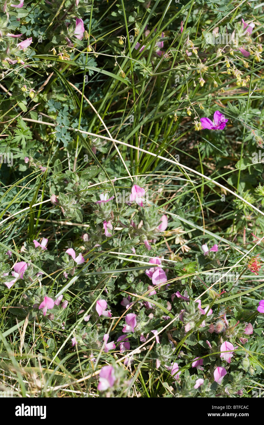 Common restharrow growing in the sand dunes at Embleton Bay ...
