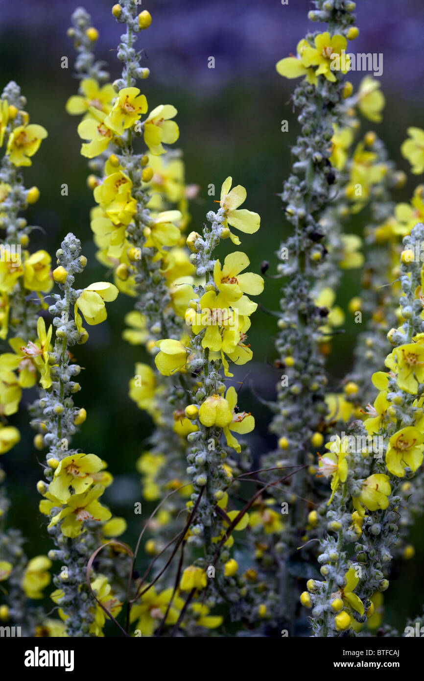 Great Mullein Lathkill Dale Derbyshire England Stock Photo - Alamy