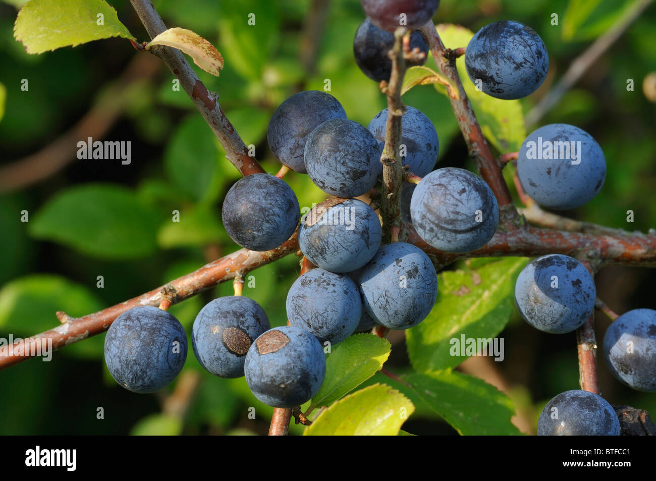 Blackthorn Fruit - Prunus spinosa Stock Photo - Alamy
