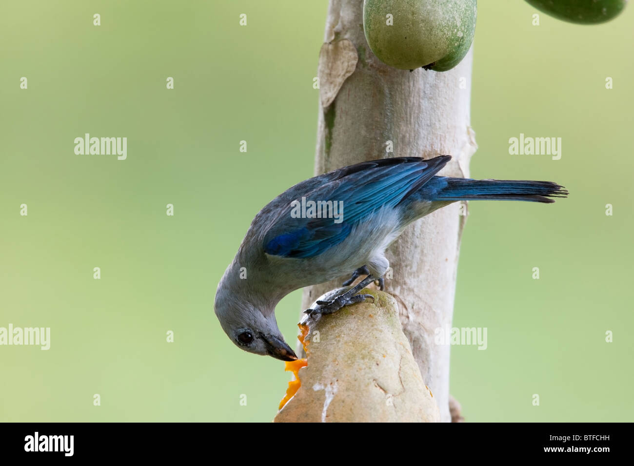 Birds eating papaya hi-res stock photography and images - Alamy