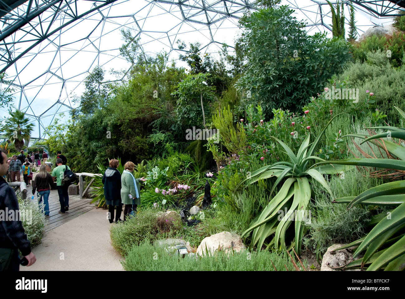 Mediterranean Biomes in the Eden Project, Cornwall, England, UK Stock ...