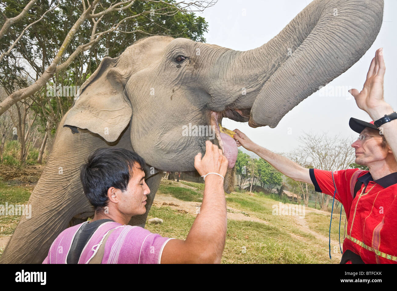 Man feeds treat to 'his' elephant at Patara Elephant Farm, an elephant ...