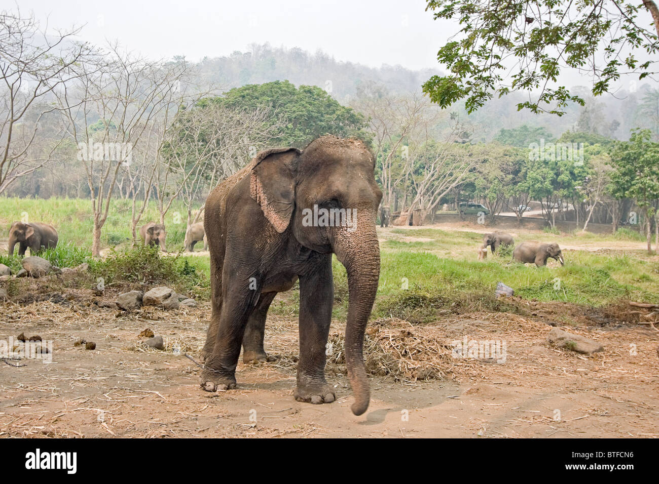 Patara Elephant Farm, an elephant rescue operation in Chiang Mai ...
