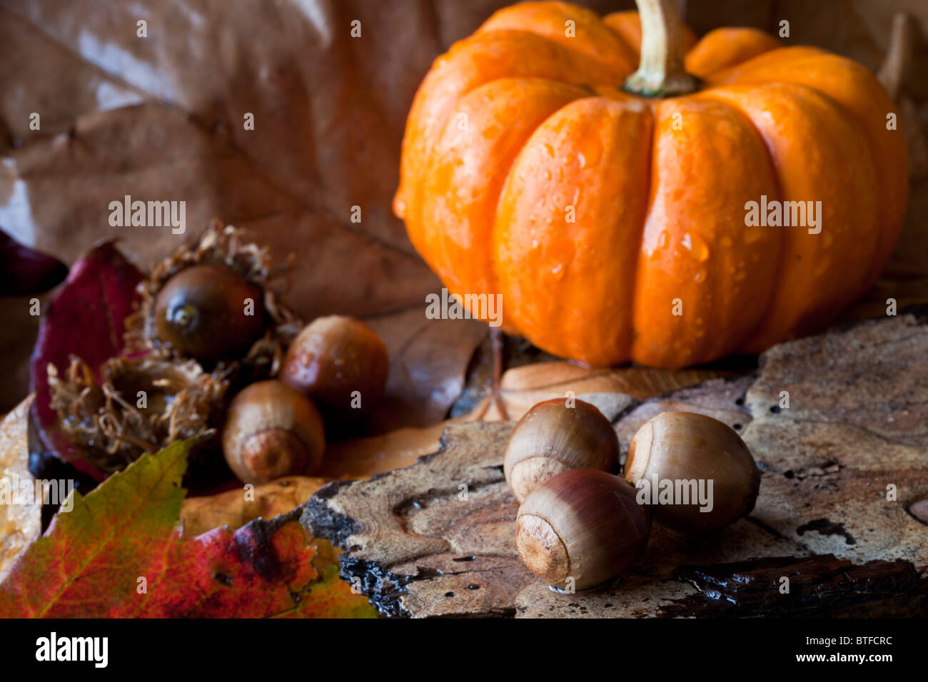 Still life with pumpkins and acorns Stock Photo - Alamy