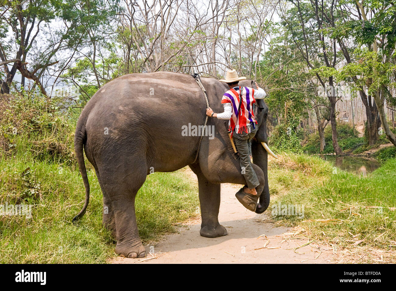 Thai man demonstrates how to climb up on an elephant in Chiang Mai area ...