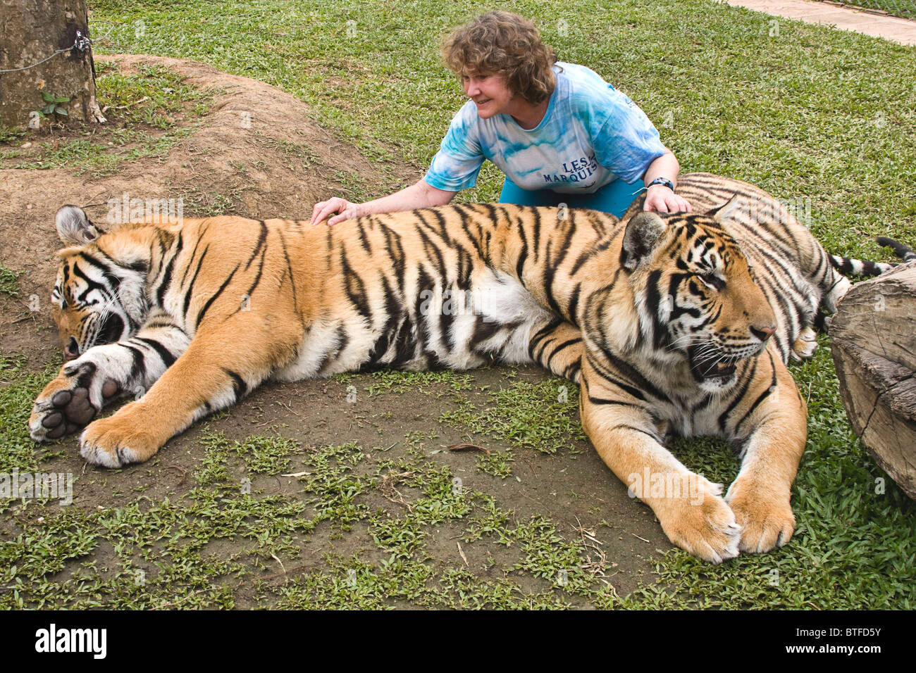 Visiting tourists hug, pet and scratch tigers under close supervision ...
