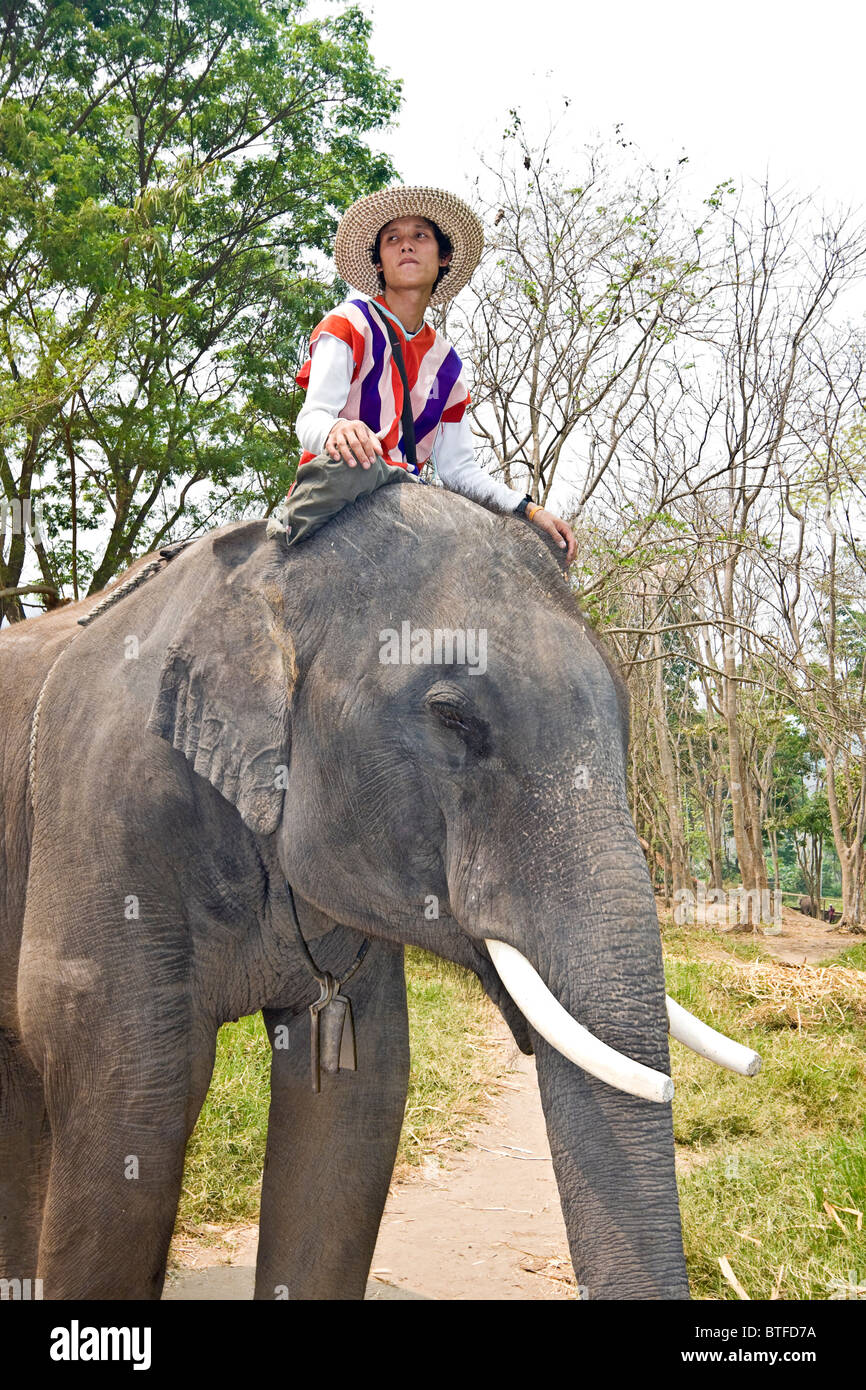 Elephant ride mahout hi-res stock photography and images - Alamy