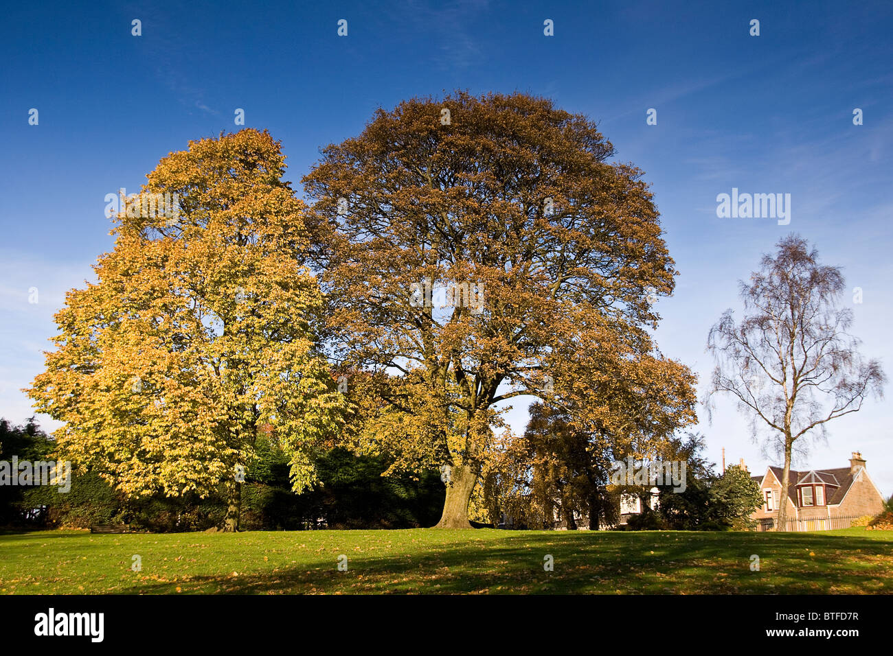 Three trees standing in a row displaying their Autumnal colours inside ...