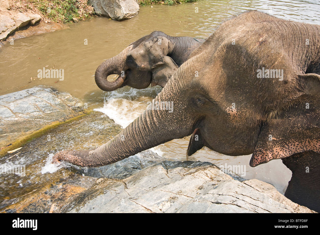 Elephants play in gushing water at waterfall Stock Photo - Alamy
