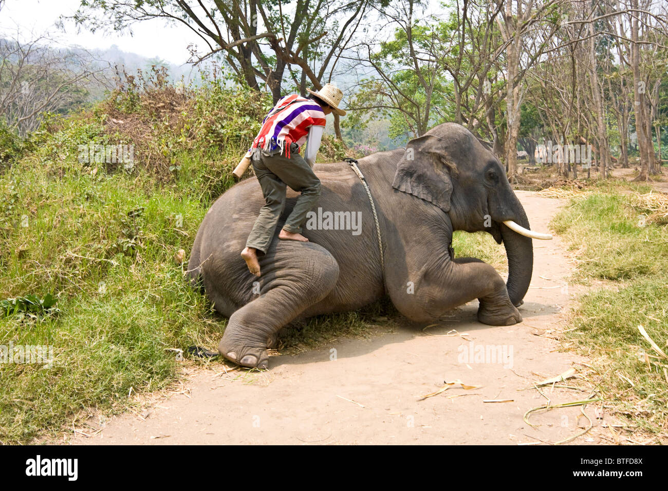 Thai man demonstrates how to climb up on an elephant in Chiang Mai area ...