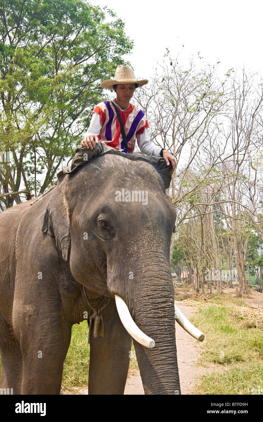 Mahout rides an elephant in Chiang Mai, Thailand, sitting just behind ...