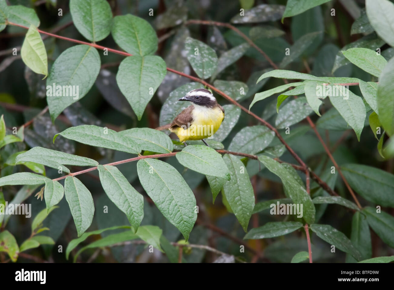 Social Flycatcher (Myiozetetes similis grandis Stock Photo - Alamy
