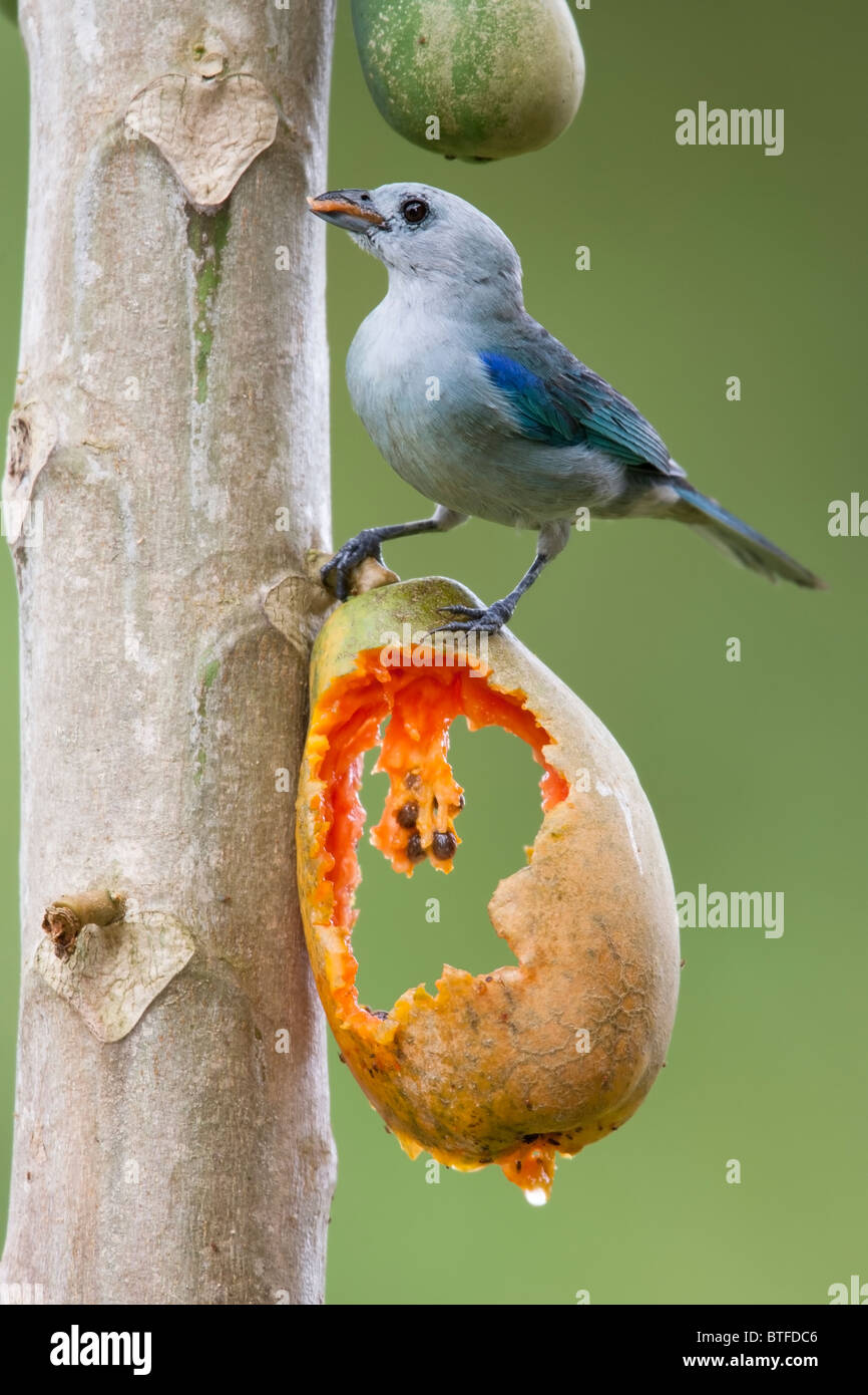 Birds eating papaya hi-res stock photography and images - Alamy