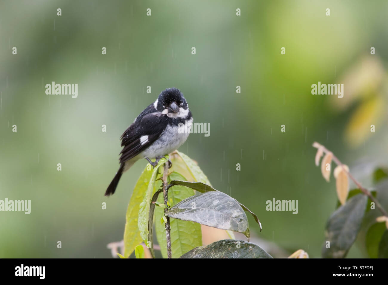 Variable Seedeater (Sporophila corvina ophthalmica), male Stock Photo ...