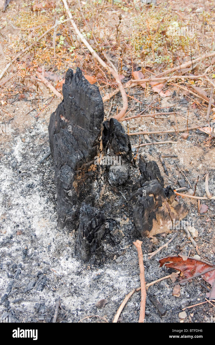 Burnt stub of plant left after farmers do their yearly burn of old ...