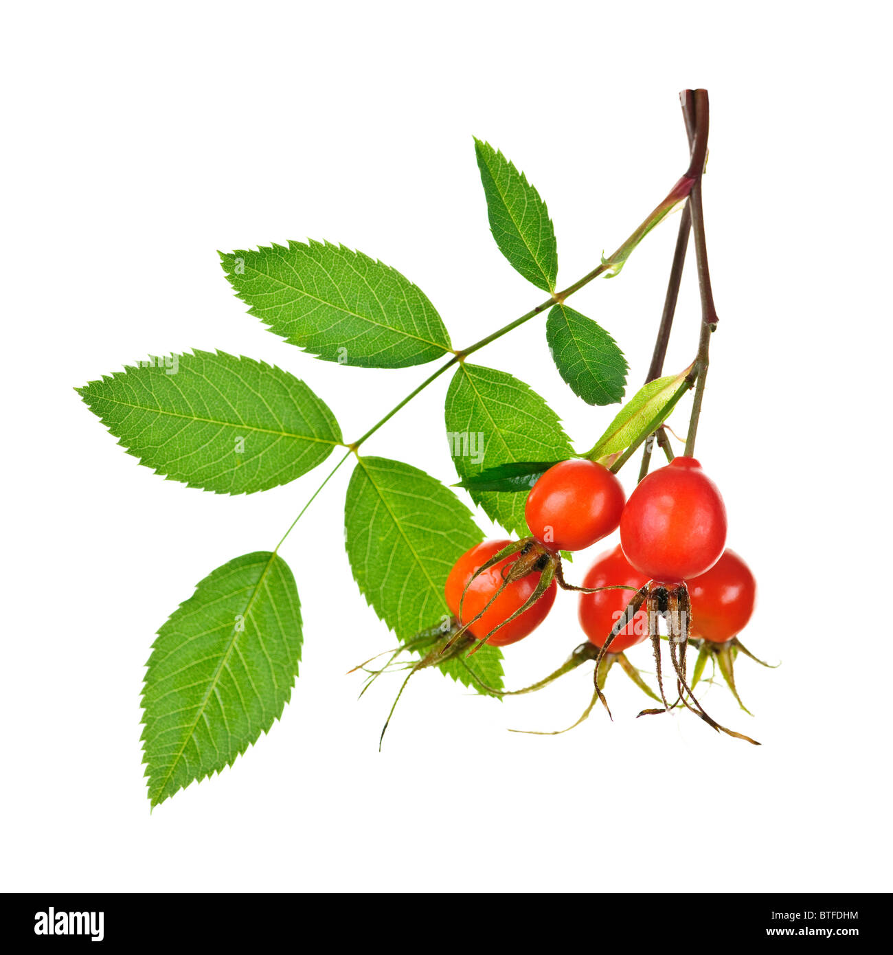 Rose branch with rosehips isolated on white background Stock Photo - Alamy