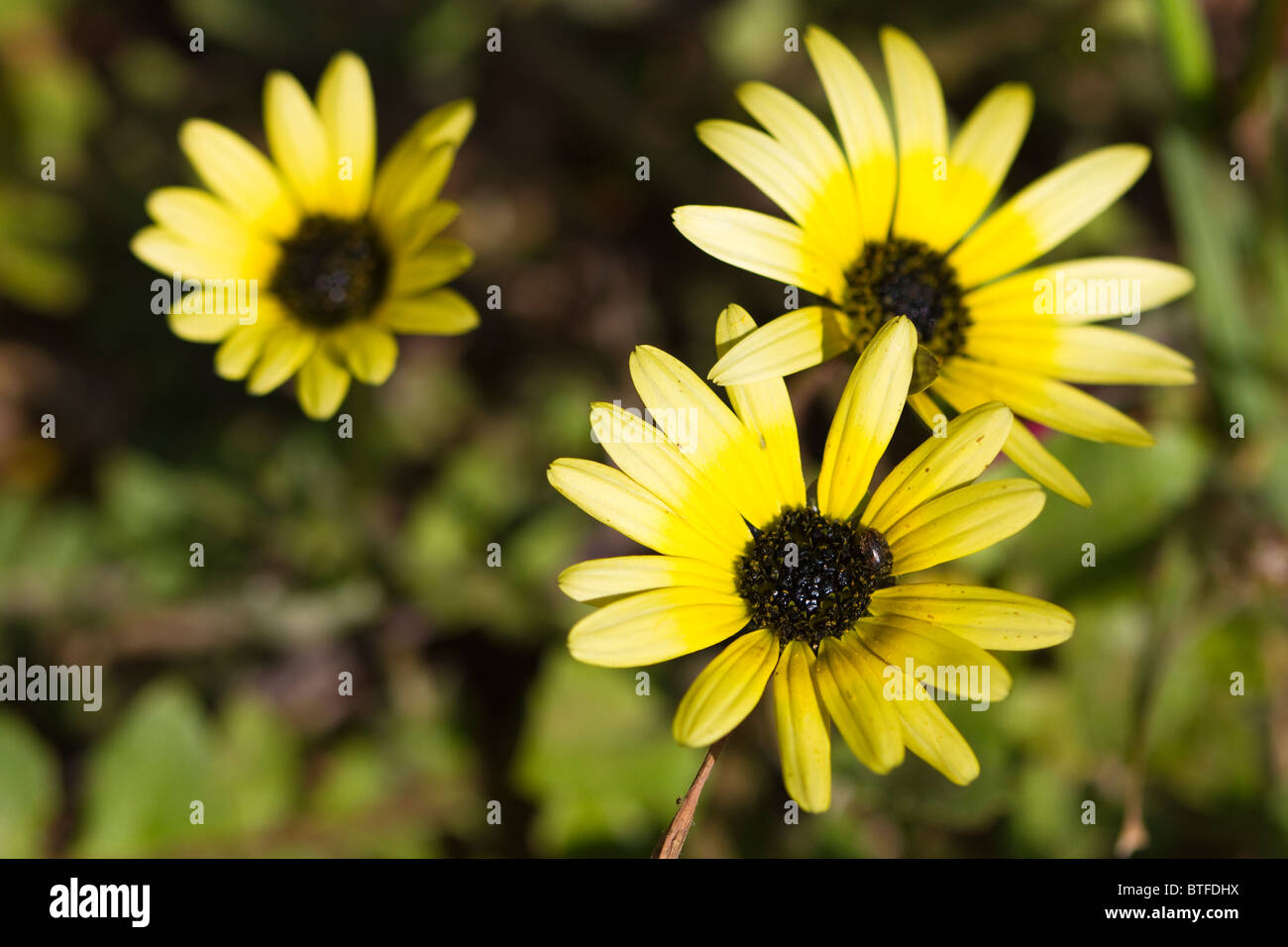 Black-eyed Daisy (Rudbeckia hirta Stock Photo - Alamy