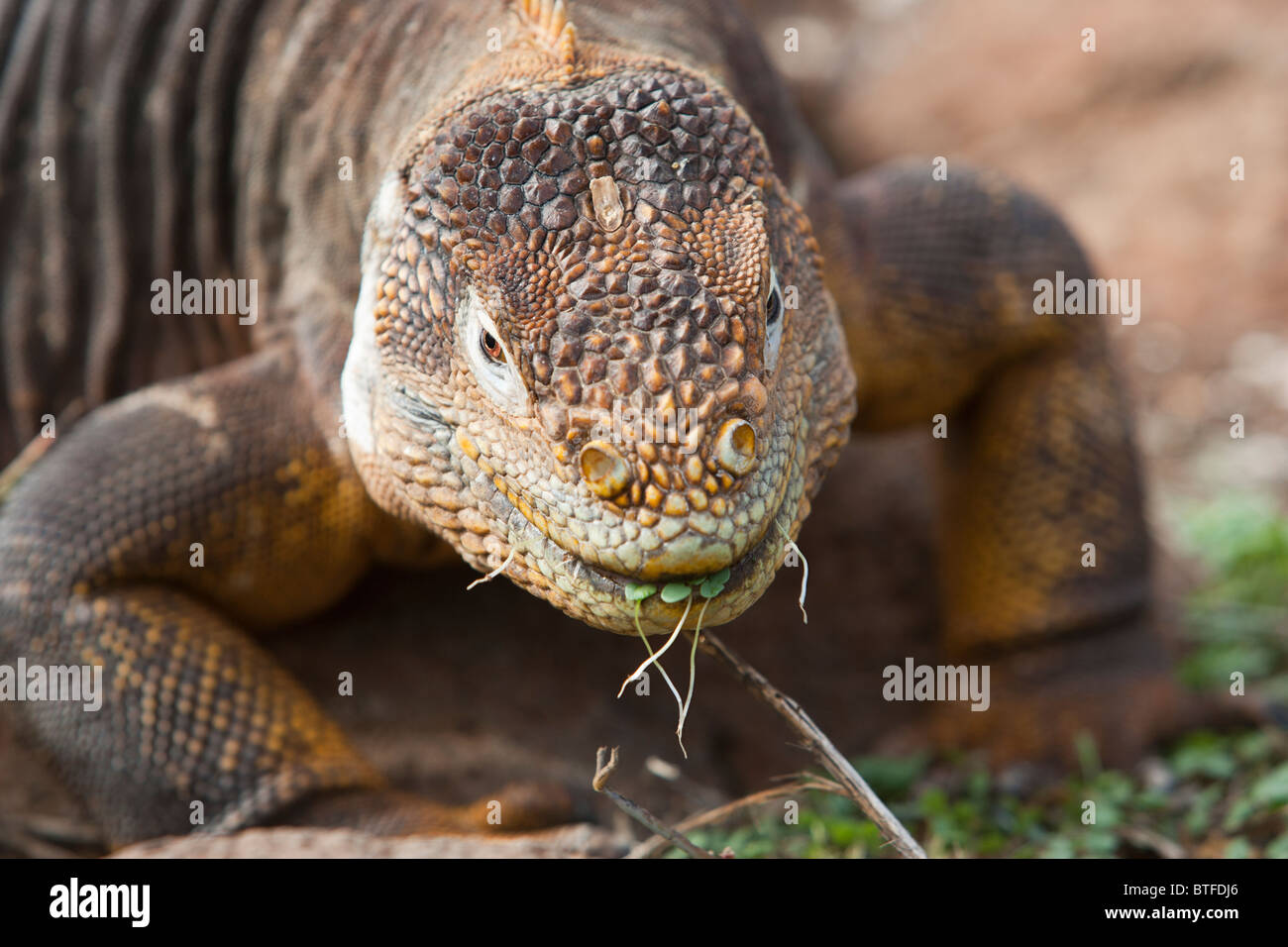 Foraging reptile hi-res stock photography and images - Alamy