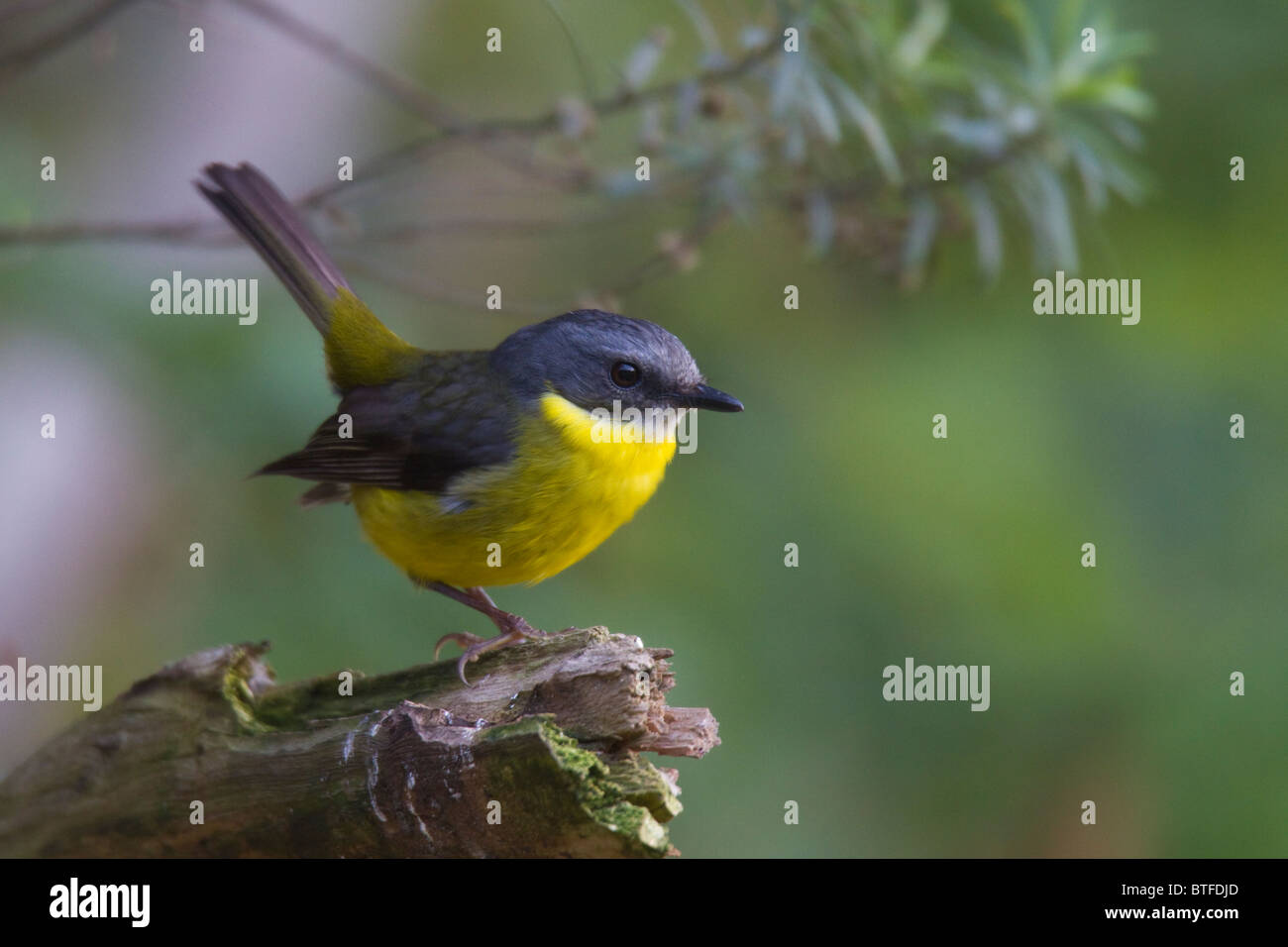 Eastern Yellow Robin (Eopsaltria australis Stock Photo - Alamy