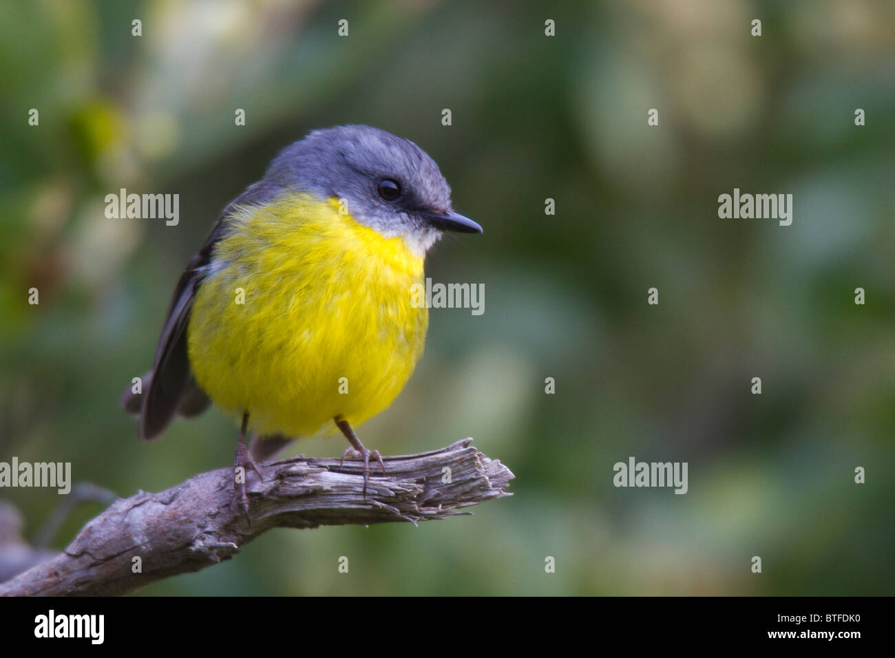 Eastern Yellow Robin (Eopsaltria australis Stock Photo - Alamy