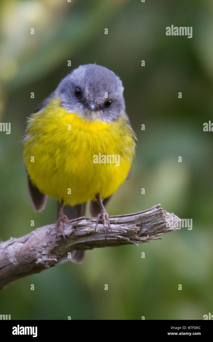 Eastern Yellow Robin (Eopsaltria australis Stock Photo - Alamy