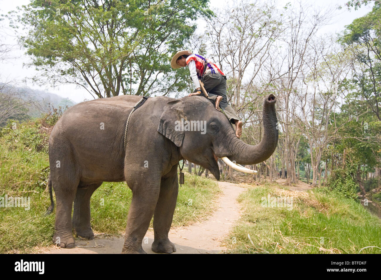 Thai man demonstrates how to climb up on an elephant in Chiang Mai area ...