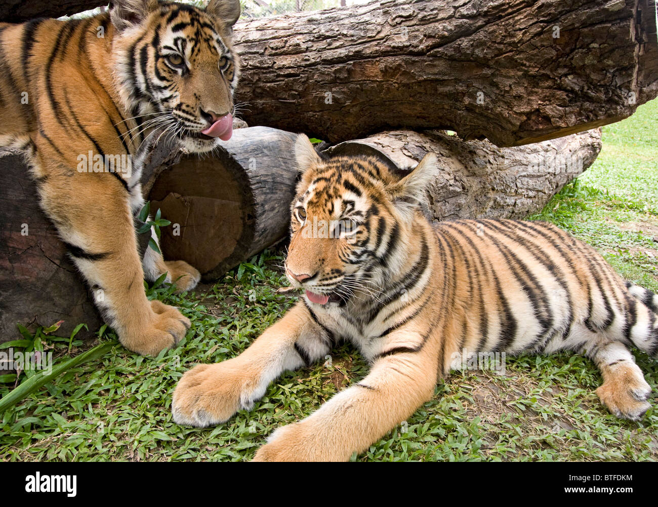 Indochinese Tiger Cubs Indochinese Tiger Or Corbett's Tiger Photograph