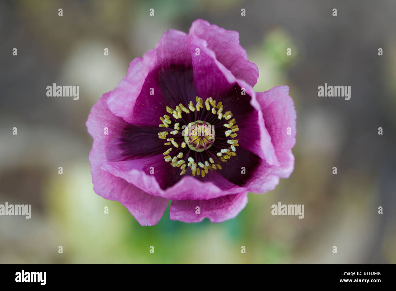 Papaver somniferum pink opium poppy hi-res stock photography and images ...