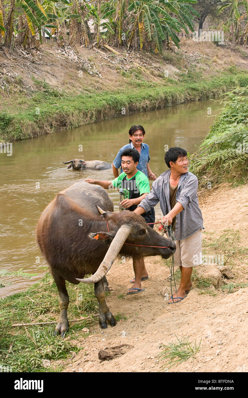 Man on water buffalo hi-res stock photography and images - Alamy